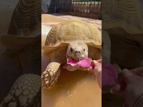 How to distract a 175 pound tortoise?? 🐢💕☀️ #shorts