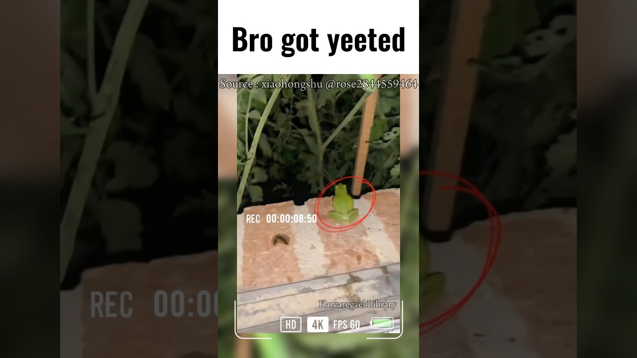 Frog Yeeted With Style | Library .136 Frog