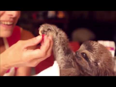 Cute sloth gifts pretty girl a flower #shorts