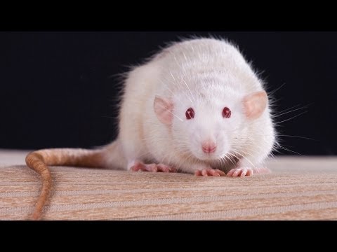 Facts & Myths | Pet Rats