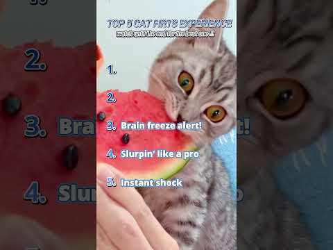 TOP 5 CAT FIRST EXPERIENCE!!! πππ