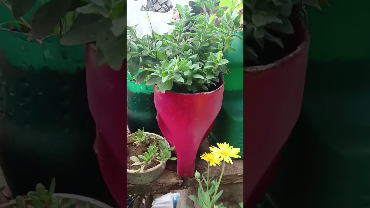 Petunia flower 🌺#beautiful #petunia #flowers #gardening #plants #youtubeshorts #bloom #shorts