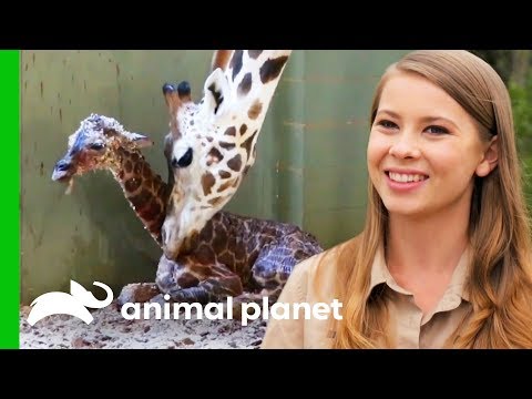A New Baby Giraffe Arrives At Australia Zoo! | Crikey! It's The Irwins