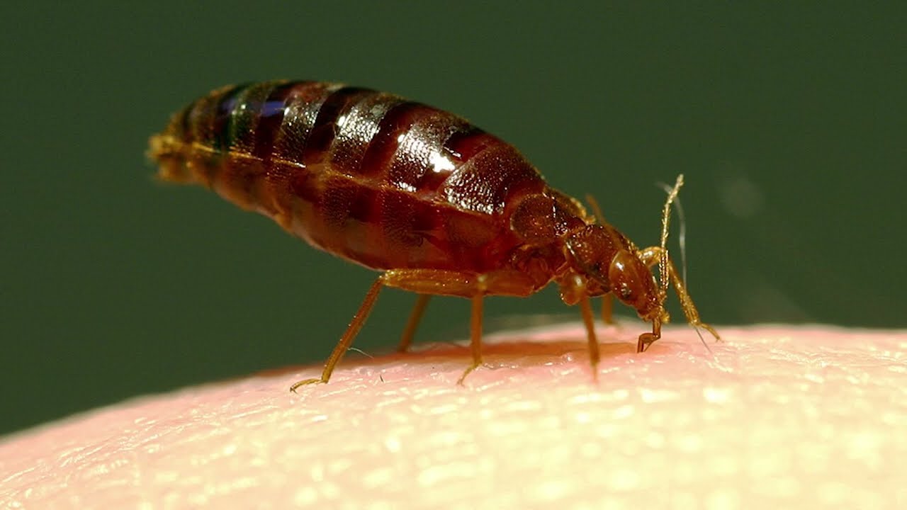 Bed Bug Safe:   Bed Bug Identification Guide