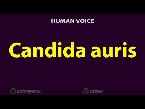 How to Pronounce Candida auris
