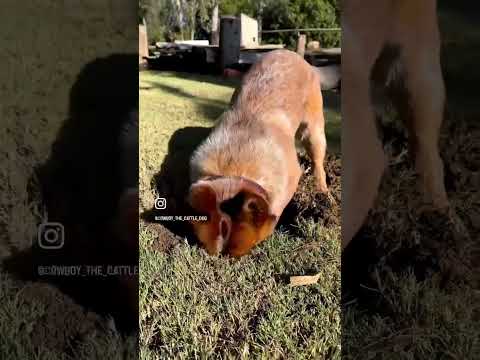 "You can run, but you can't hide Gopher!" #australiancattledog #ranch