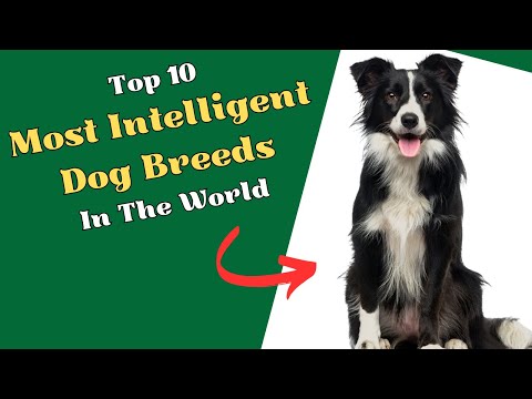 Top 10 Most Intelligent Dog Breeds In The World - Everything you need to know