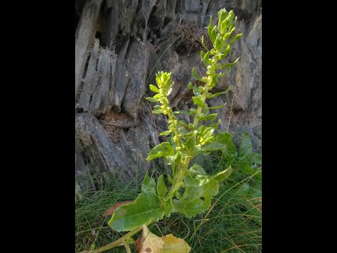 Exploring the Wonders of Sea Beet: A Captivating Visual Journey Through this Nutritious Plant