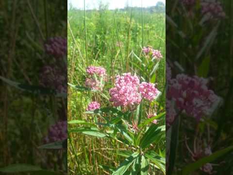 Sedge Meadow