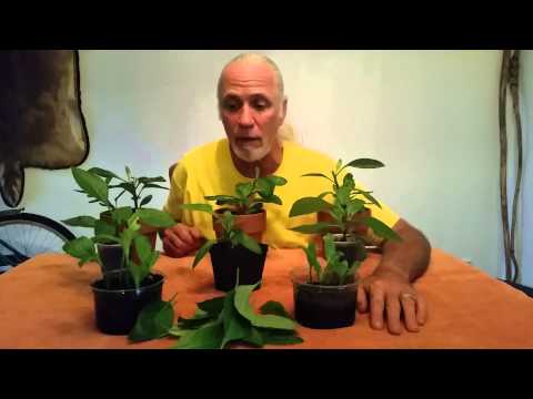 Update on Longevity Spinach