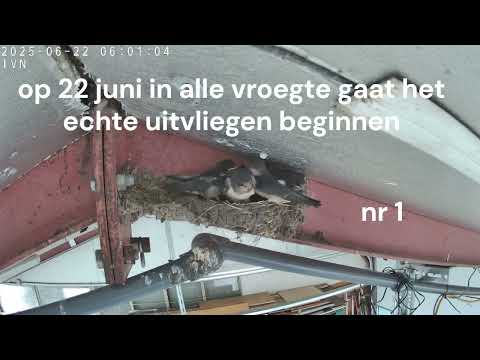 Uitvliegen Boerenzwaluwen