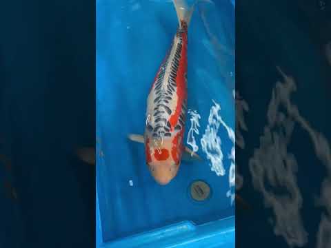 Maruten Shusui Japanese Koi Fish