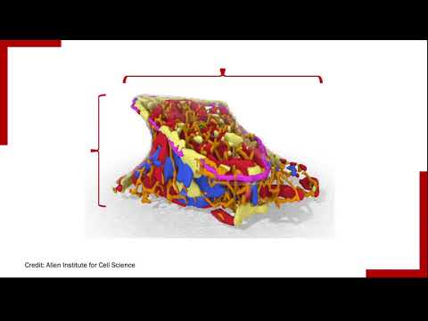 Introduction To Cell Image Analysis