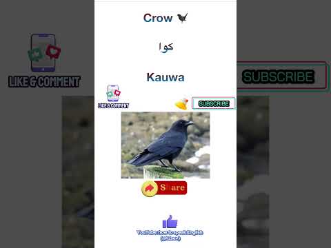 Crow pronounciation & means in urdu & Hindi|kuwa means in English@h2sev