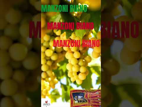 How to Pronounce Manzoni Bianco #howtopronounce #italy #wine #shorts