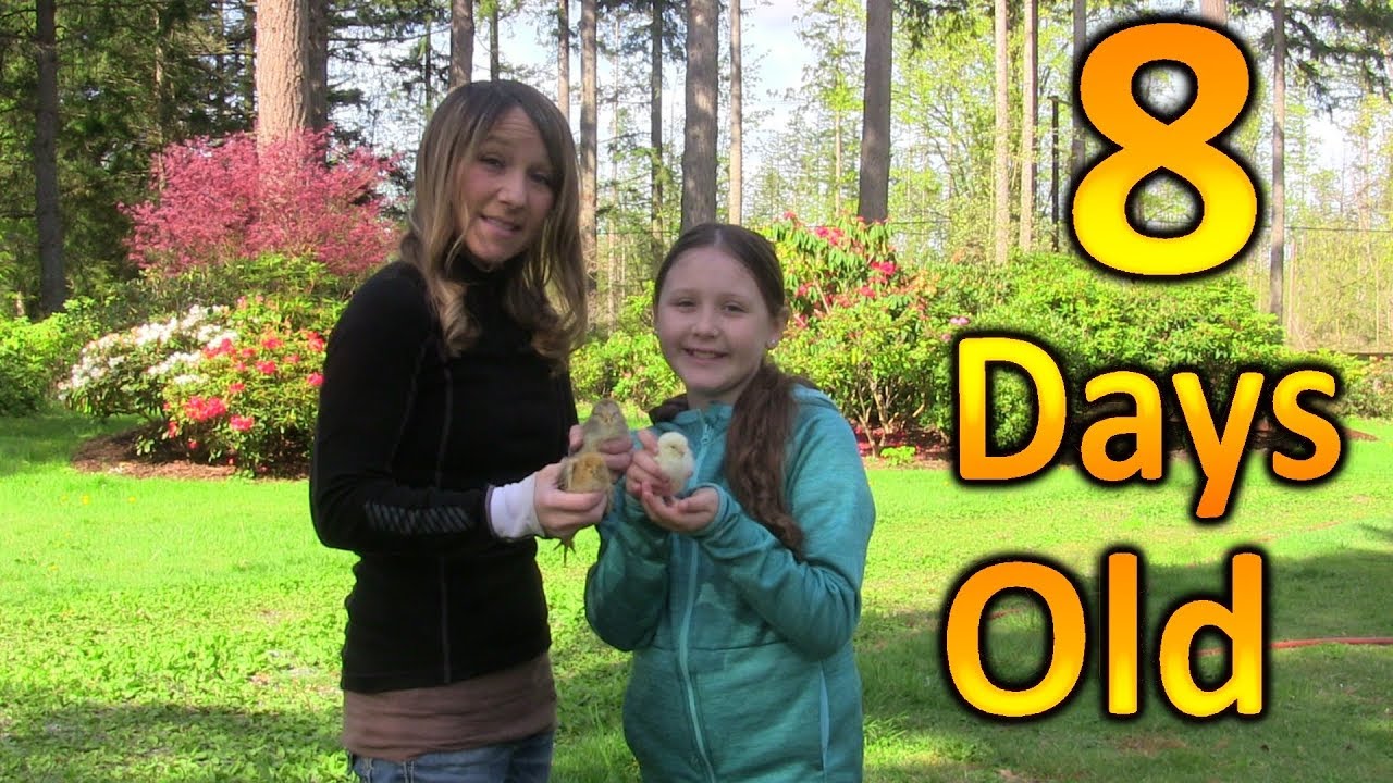 How to Hatch Chicken Eggs (Part 7).  8 Days After Hatching Update