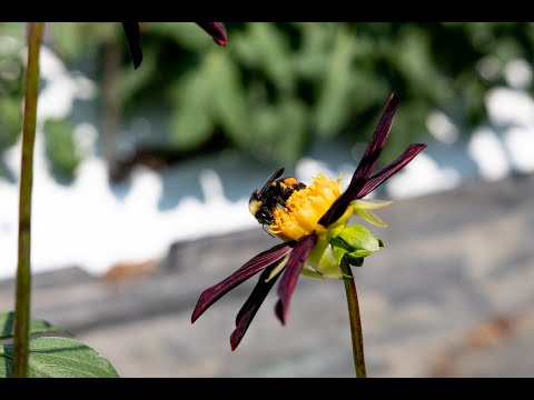 STONE HOLLOW FARMSTEAD BEE & DAHLIA