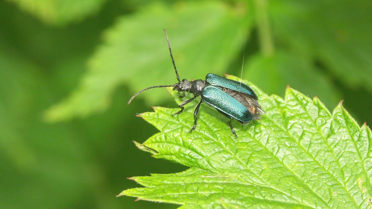 Why Are Cerambycidae Called Longhorn Beetles #Cerambycidae #LonghornBeetles  #coleoptera #Entomology