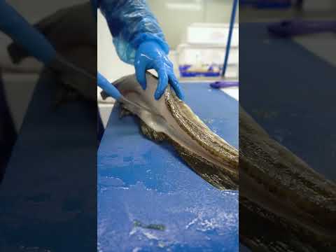 Filleting Skrei Cod