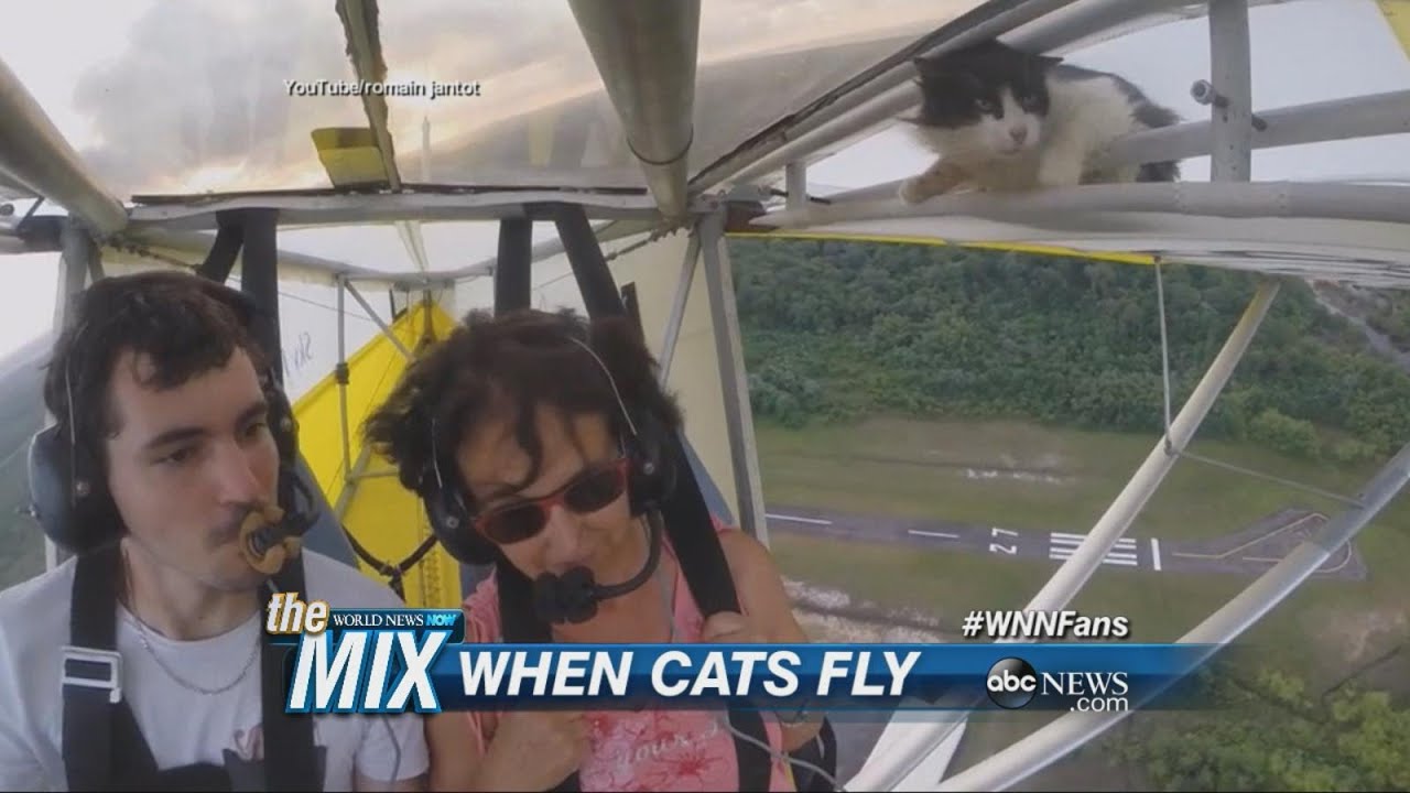 A Cat Goes Flying
