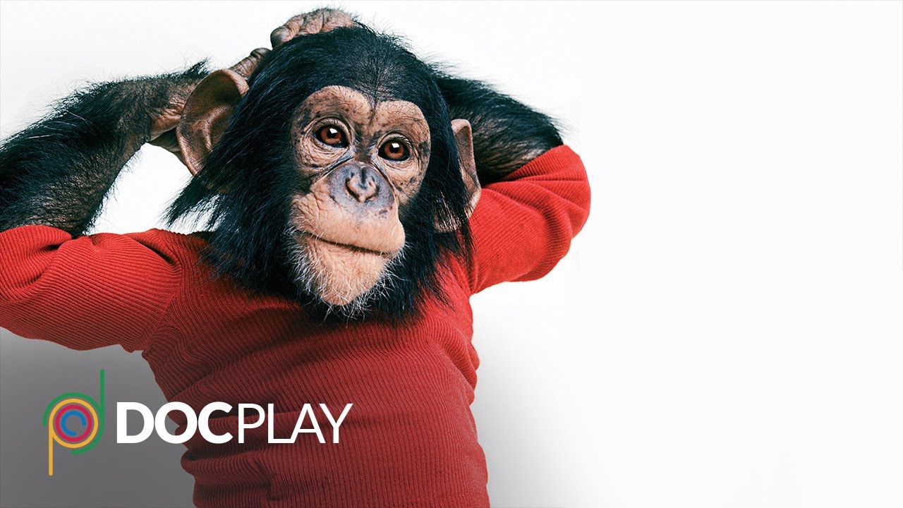 Project Nim | Official Trailer | DocPlay