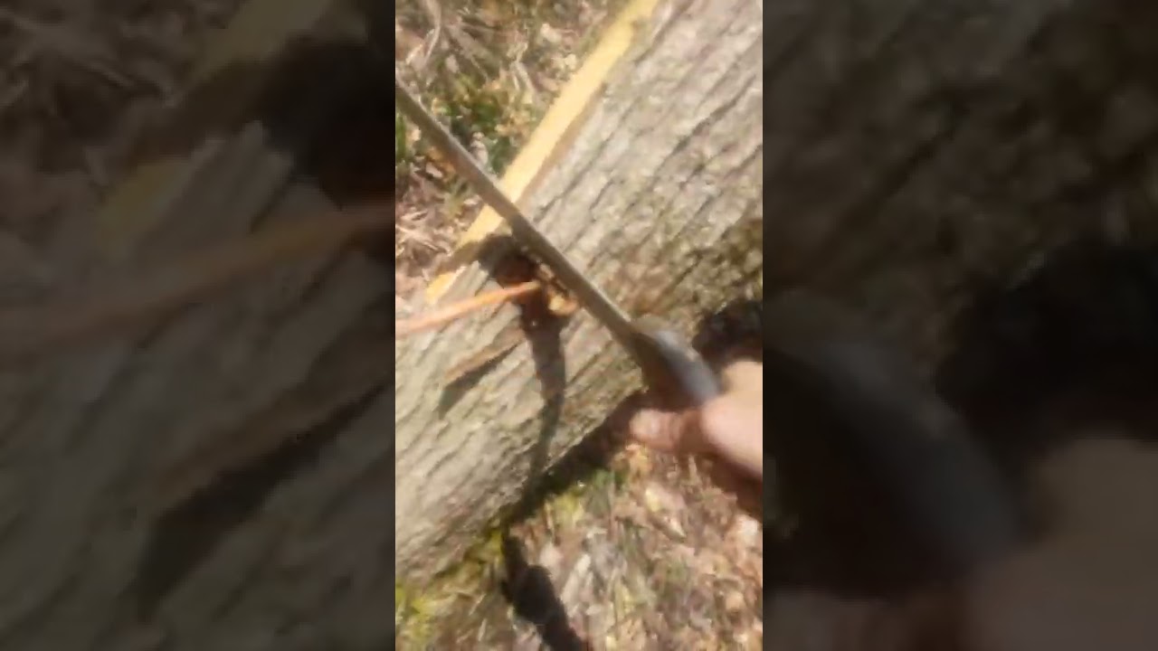 Identifying Slippery Elm Bark & pulling it Appalachian Holler Crawlers