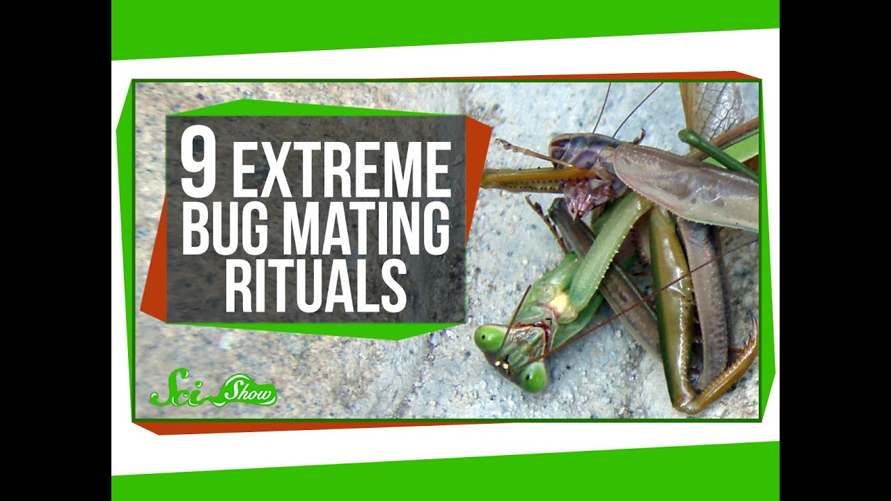 9 Extreme Bug Mating Rituals