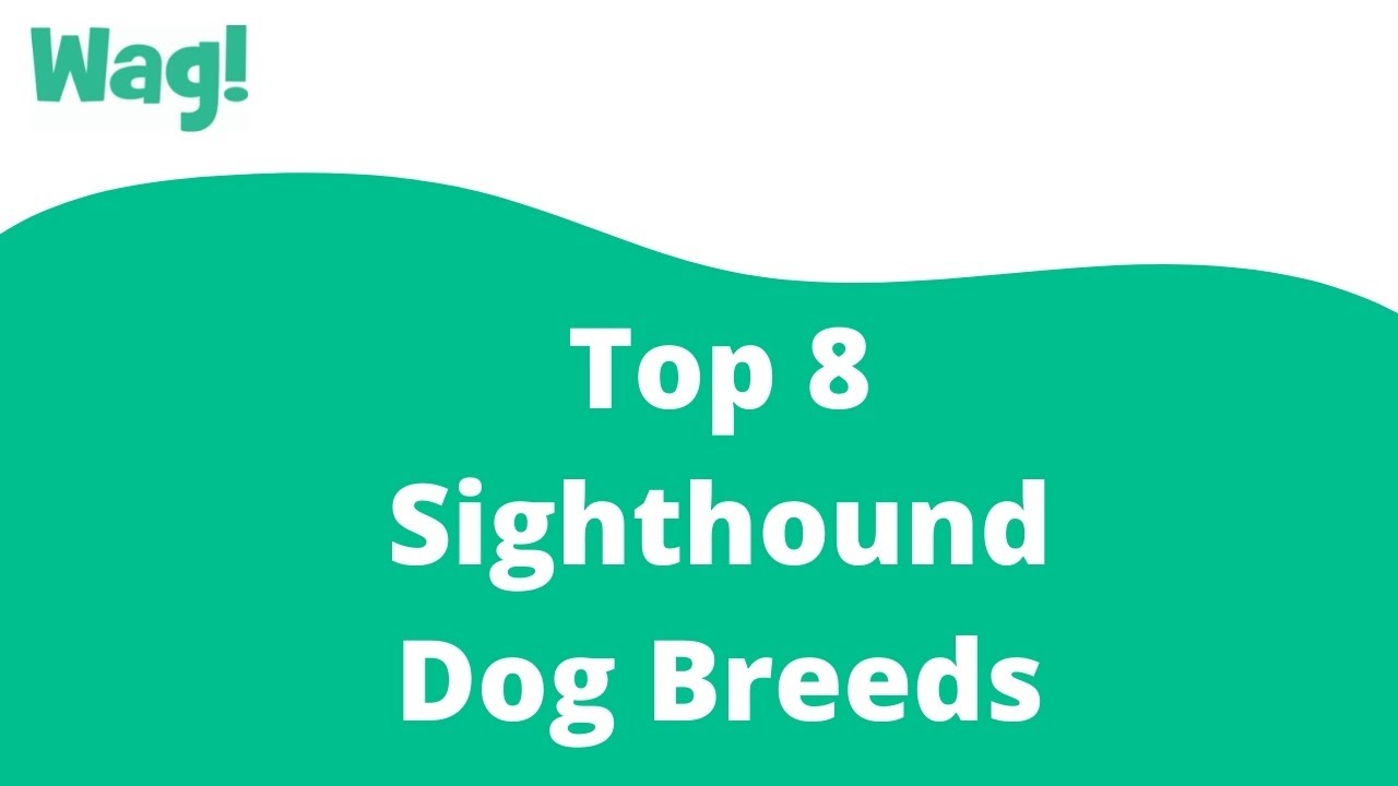Top 8 Sighthound Dog Breeds | Wag!