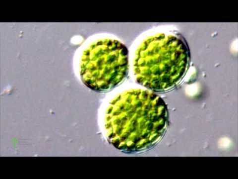 Multi-Cultivator MC1000 (Algae and Microalgae Cultivation)