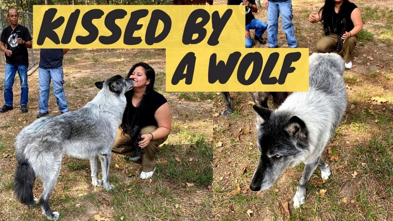 WOLFDOG SANCTUARY IN TEXAS | TEXAS BUCKETLIST | COVID19 EDITION