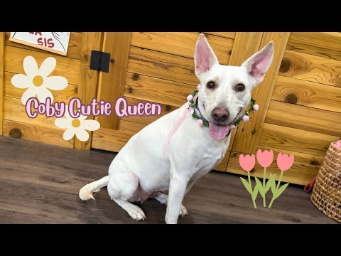 Dog for adoption - Coby Cutie Pizza Loving Queen, a Labrador Retriever ...