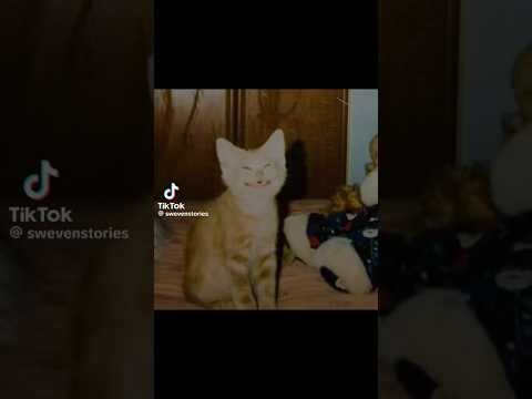Sadist story's try not to cry #cat #meme #sad