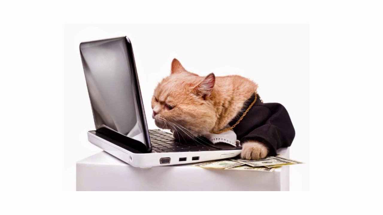 Amazing Cat Programming Video