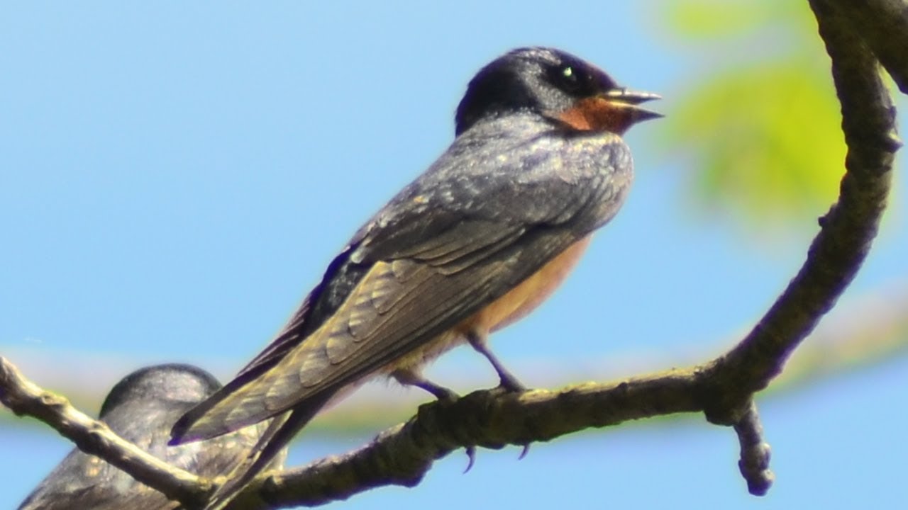 Barn swallow bird call / song / sound