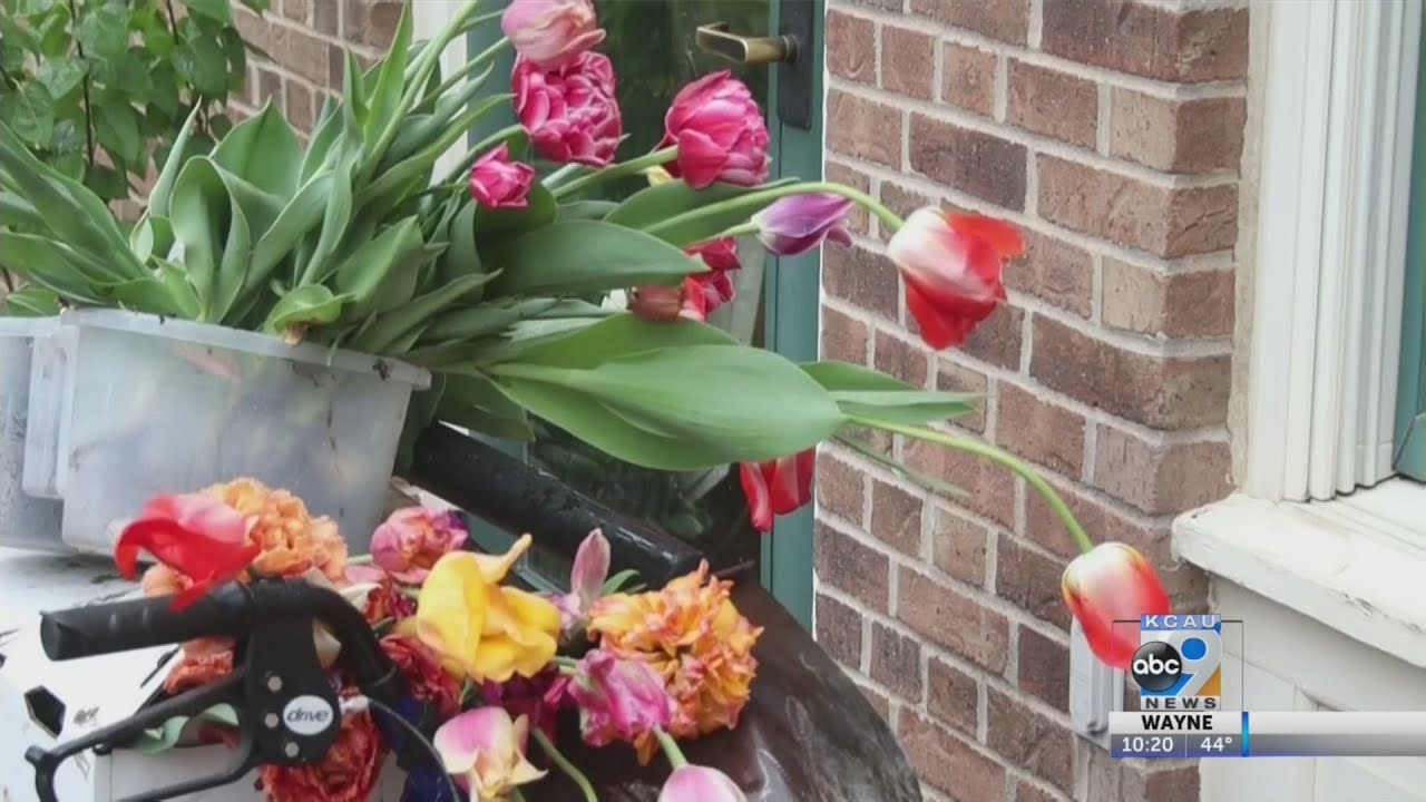 Digging the Tulips in Pella