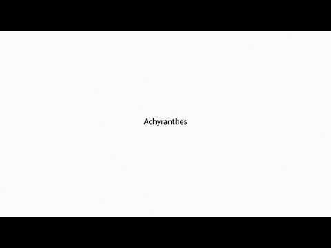 Achyranthes PRONUNCIATION