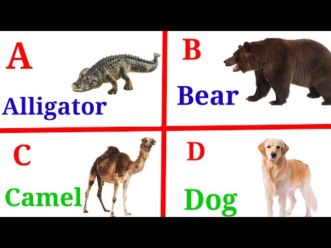A to Z Animals Name with pictures|Learn alphabet with animals|Inithiya@Littlebee-wr8tw