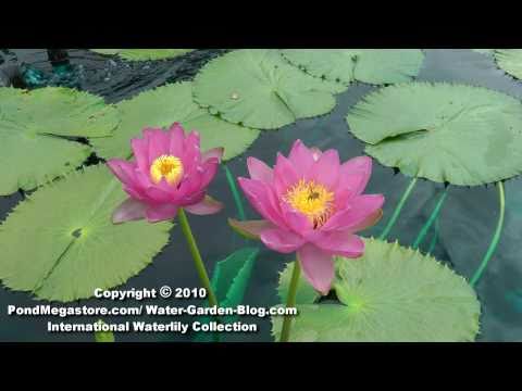 Carpenteriae New waterlily species, Andre Leu