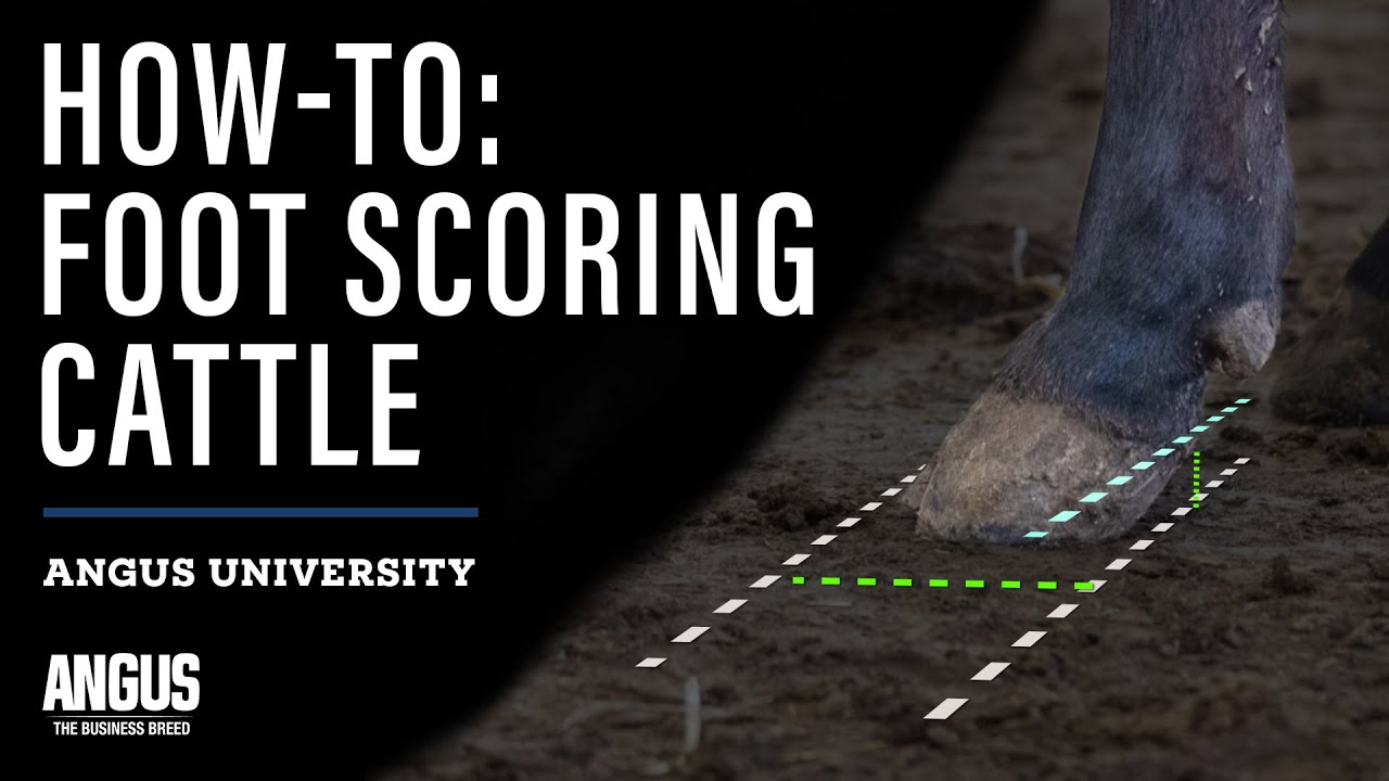 HOW-TO: FOOT SCORING CATTLE