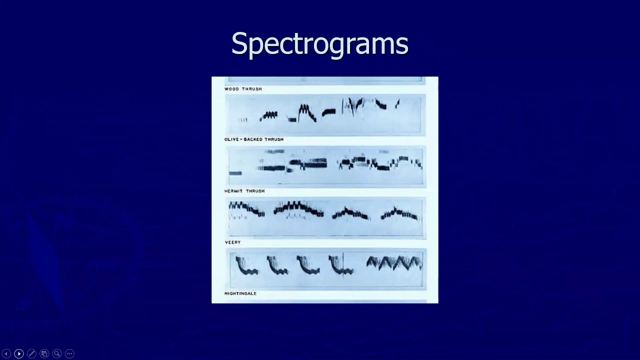 Mini-Tutorial: Bird Identification Without Binoculars, Part 2
