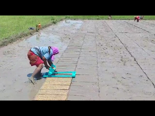 Paddy Seedling Sowing Machine - Paddy Seed Sowing Machine Manufacturer ...