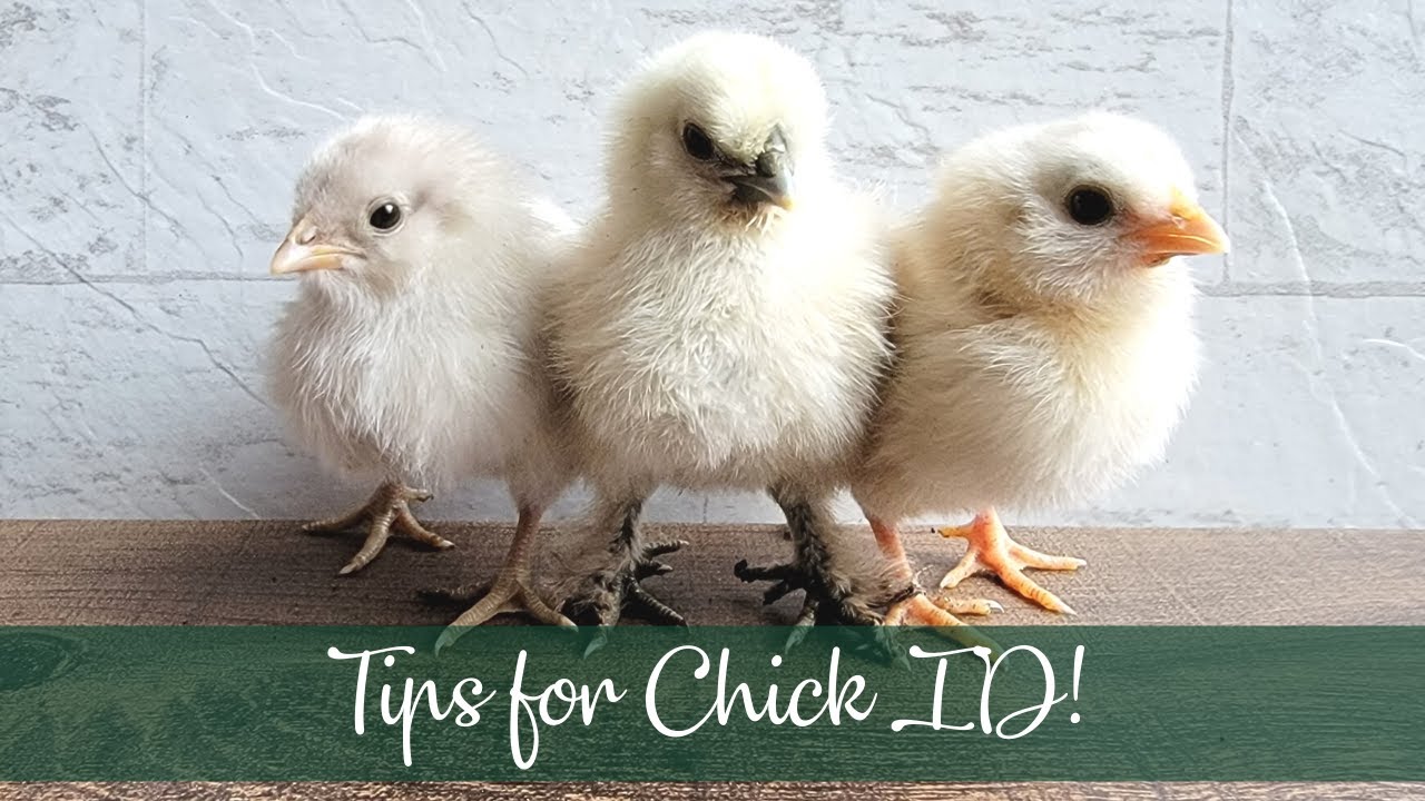 Tips for Chick ID!
