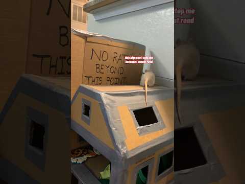 My Pet Rats vs Cardboard Barriers