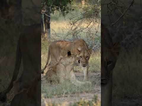 Safari 101 | Fun Facts about Lions | Kids Educational videos | #kidslearning #safari #animal