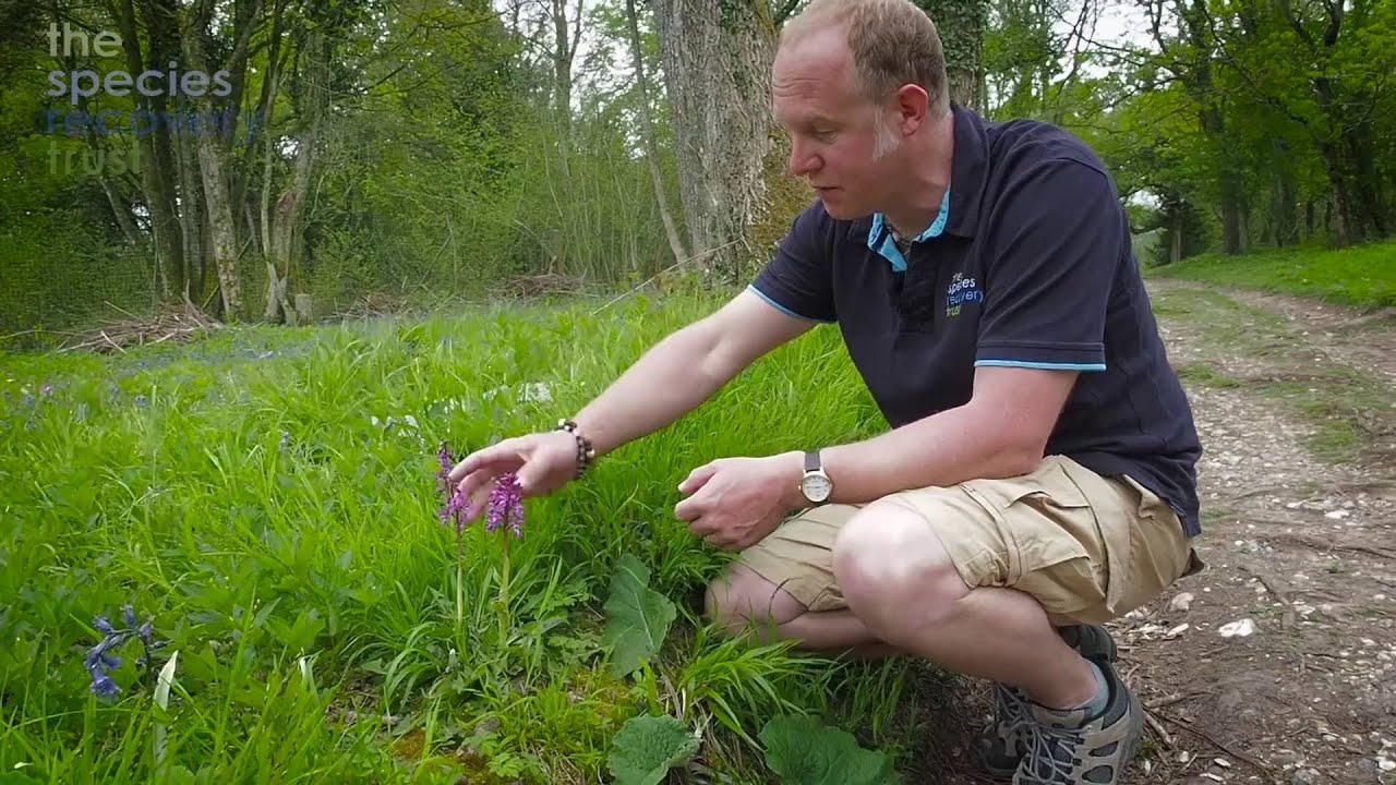 Identifying Woodland Plants