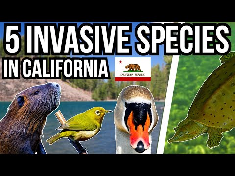 5 Problem Invasive Species In California