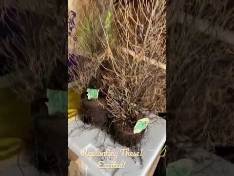 Revive the Rosemary!!! #gardening #eimdaily 💚