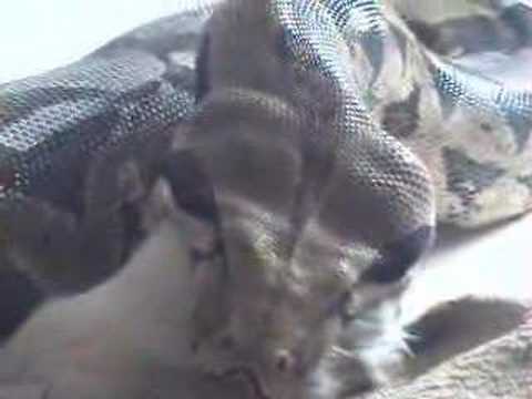 Where Are All The Snakes Hiding In Barbados?Where Are All The Snakes ...