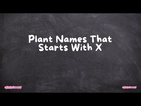 Plant Names That Starts With X