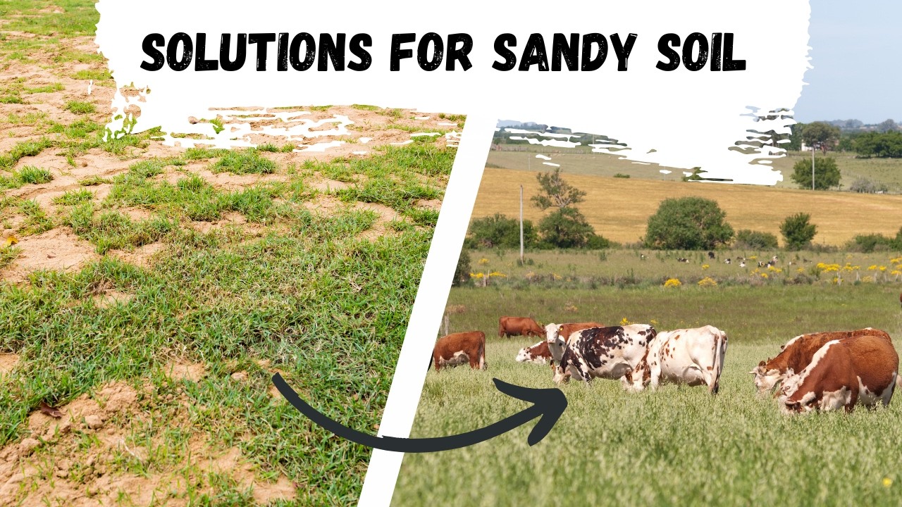 Solutions For Improving Sandy Soils